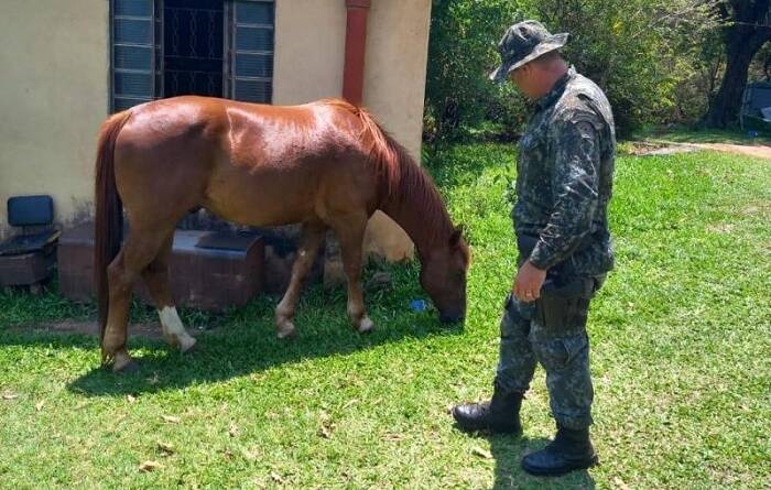 Mulher oferece bebida alcoólica a cavalo, publica vídeo nas redes sociais e é autuada em R$ 3 ...